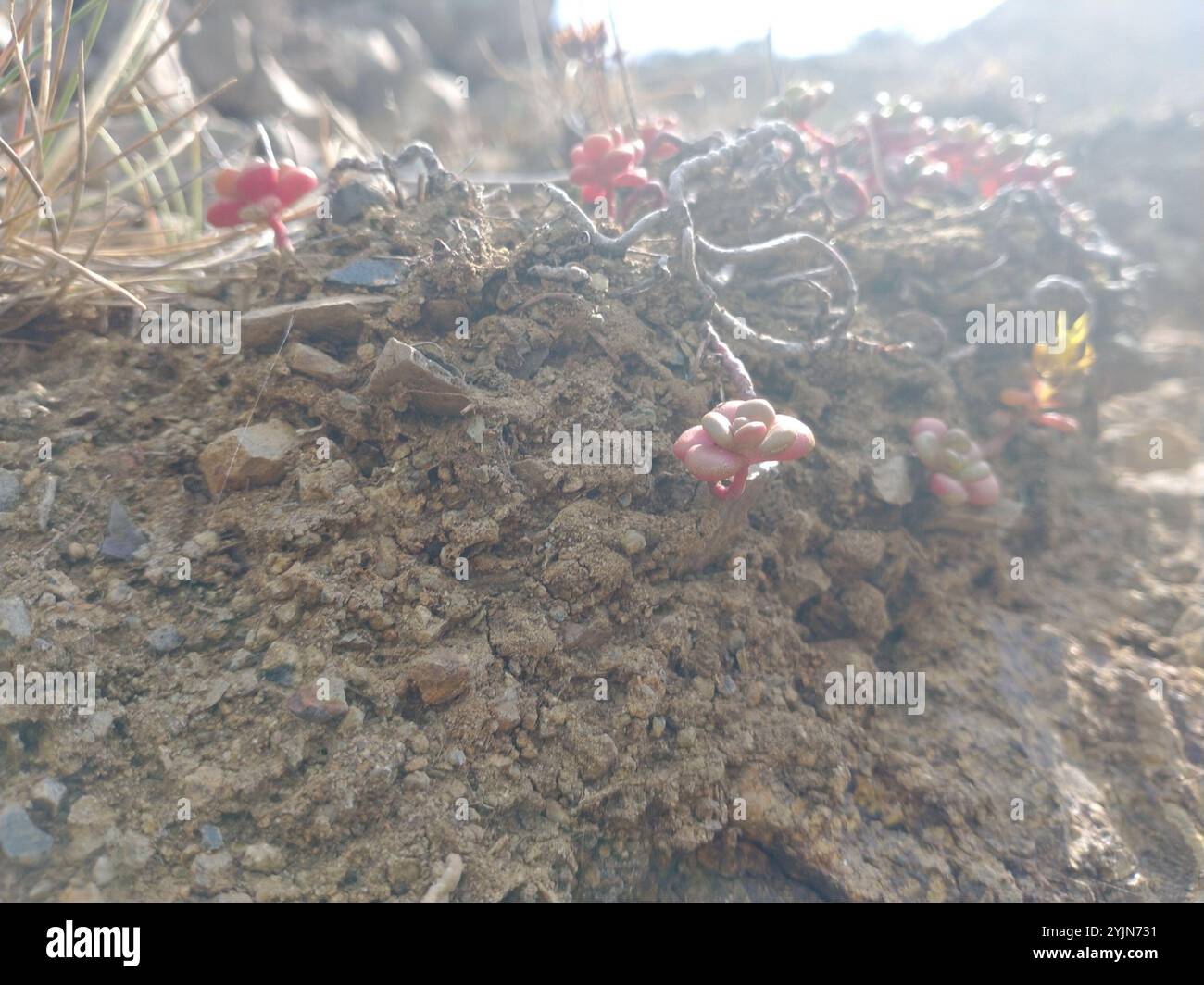 Oregon Stonecrop (Sedum oreganum Stock Photo - Alamy