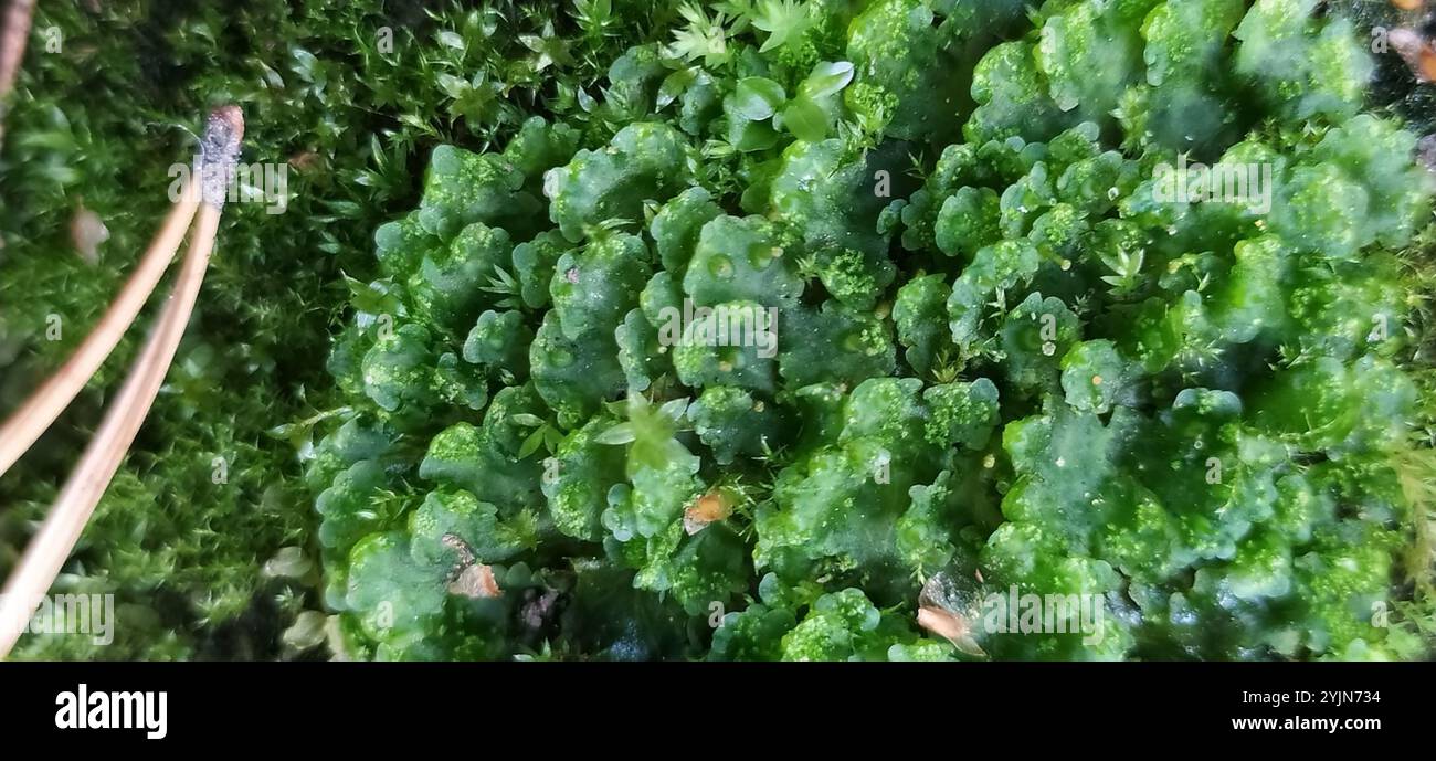 common pellia (Pellia epiphylla Stock Photo - Alamy