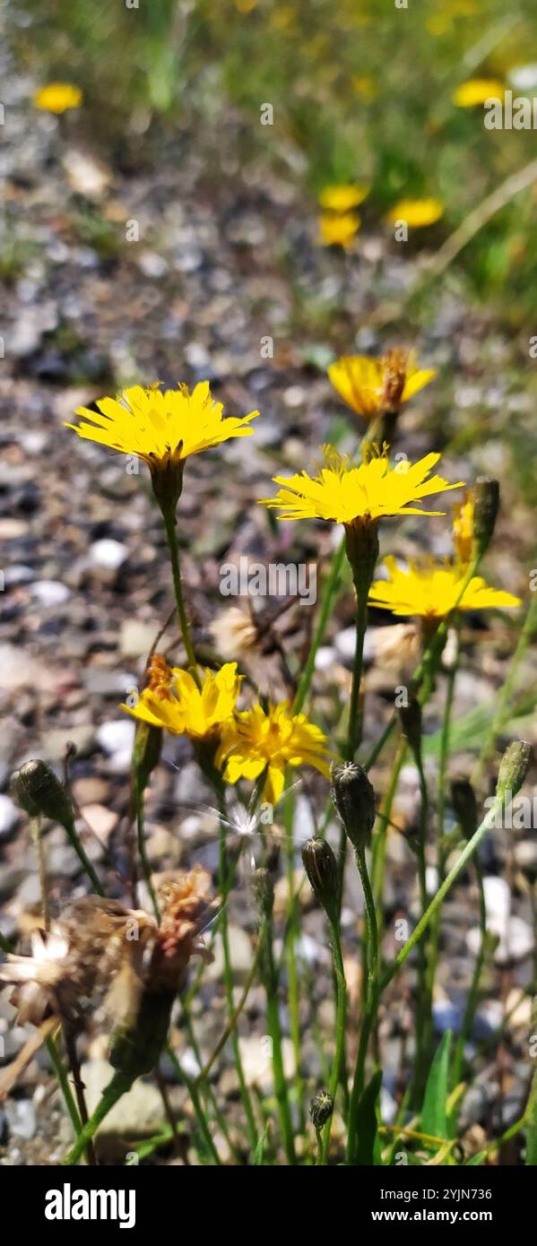 Autumn Hawkbit (Scorzoneroides autumnalis Stock Photo - Alamy