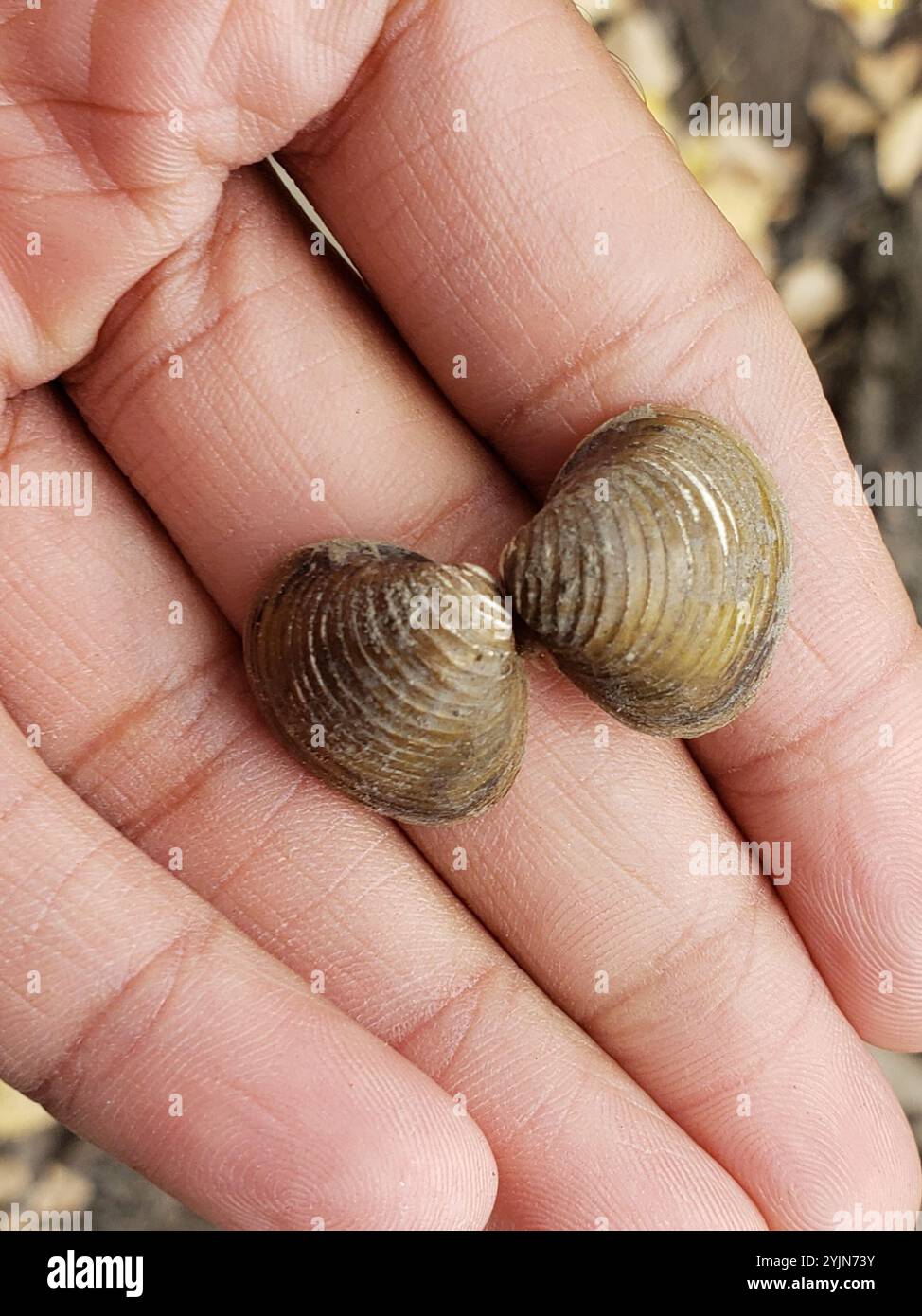Asian Clam (Corbicula fluminea Stock Photo - Alamy