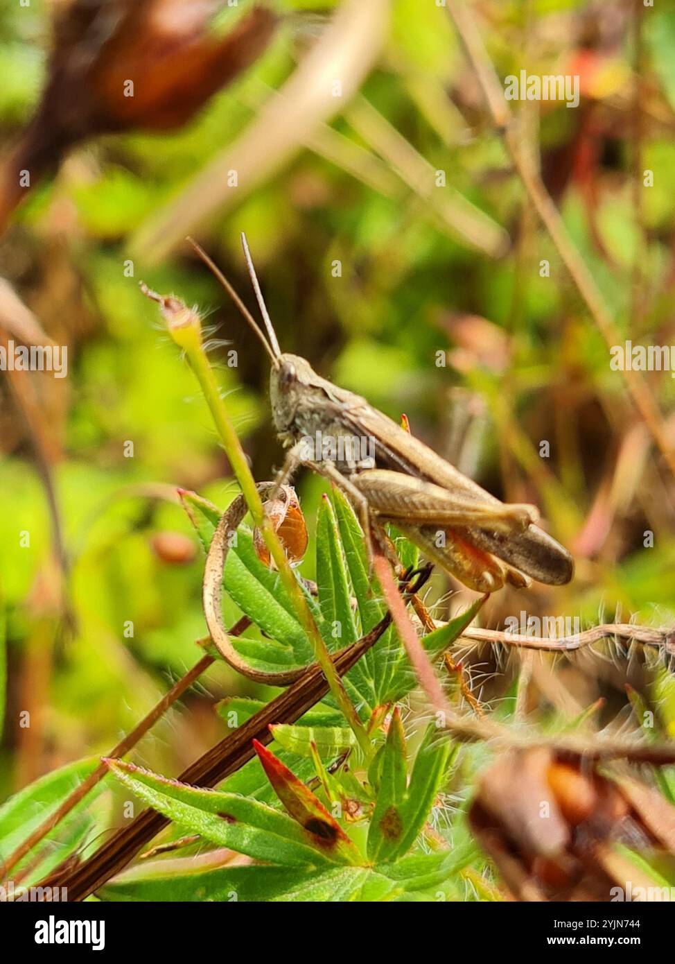 Common Field Grasshopper (Chorthippus brunneus Stock Photo - Alamy