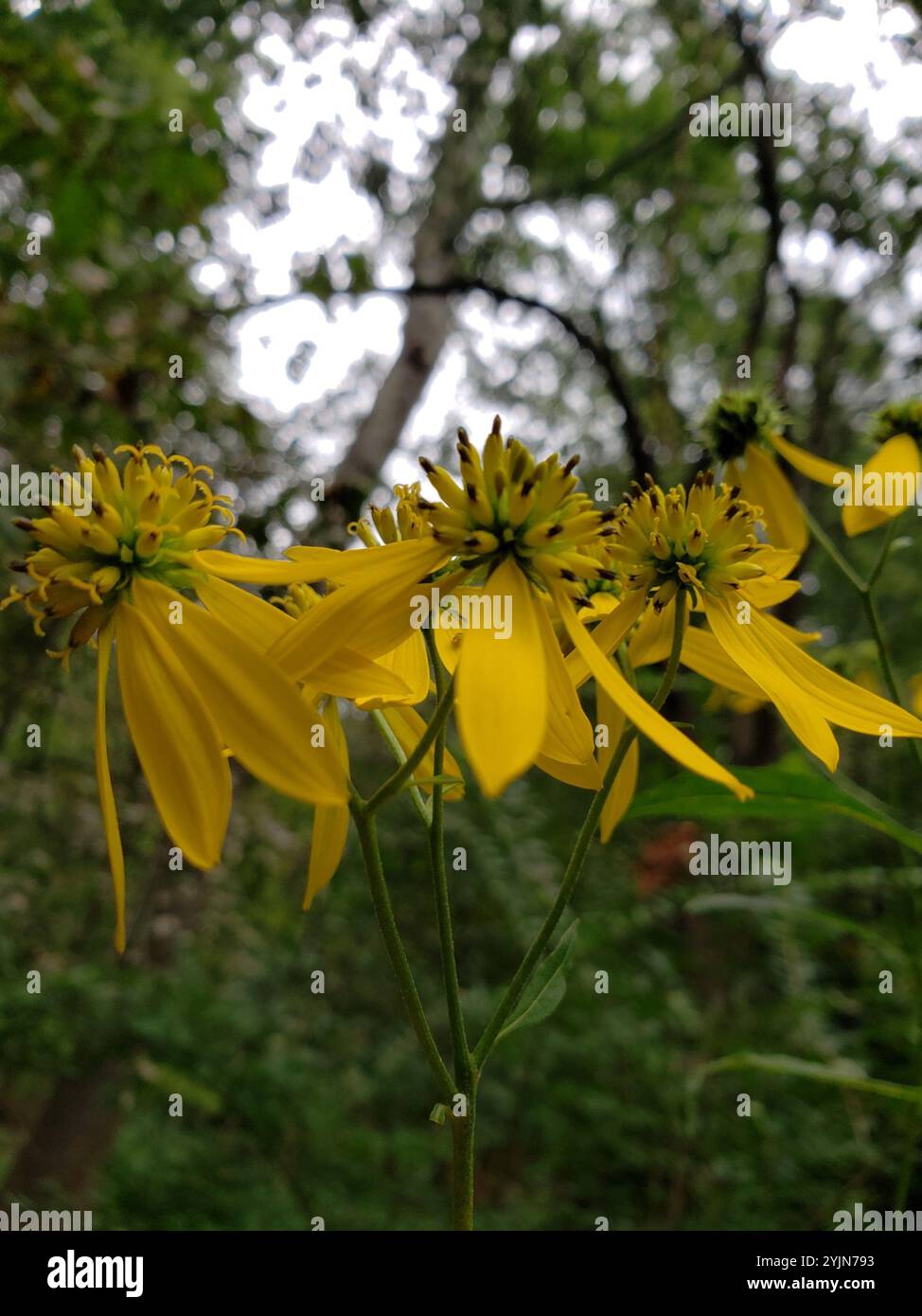 Wingstem (Verbesina alternifolia Stock Photo - Alamy