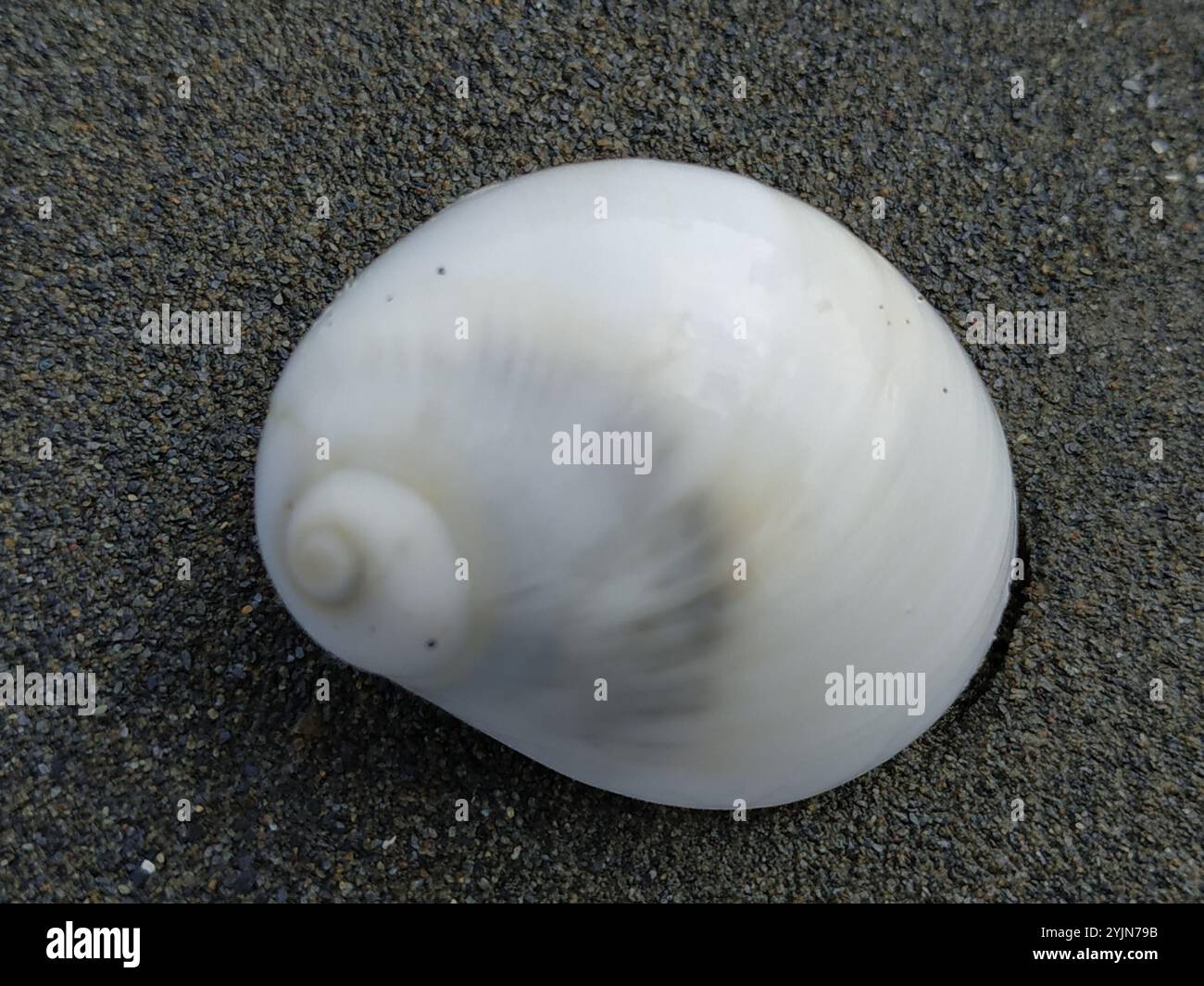 Pear-shaped Sand Snail (Polinices mammilla Stock Photo - Alamy
