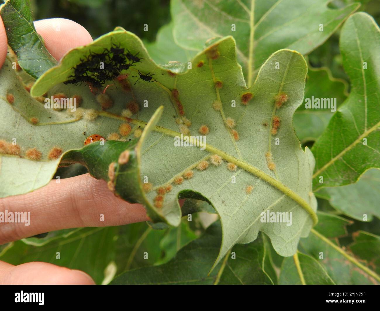 oak flake gall wasp (Neuroterus quercusverrucarum Stock Photo - Alamy