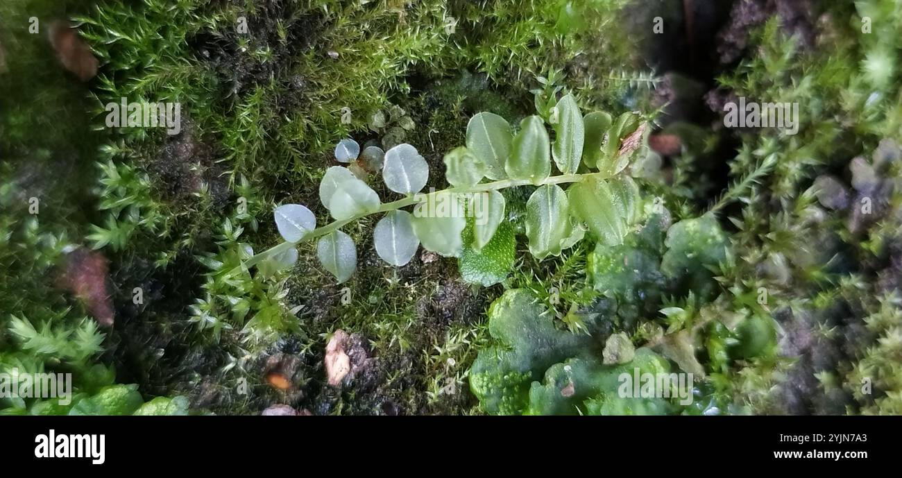 Woodsy Thyme-moss (Plagiomnium cuspidatum Stock Photo - Alamy