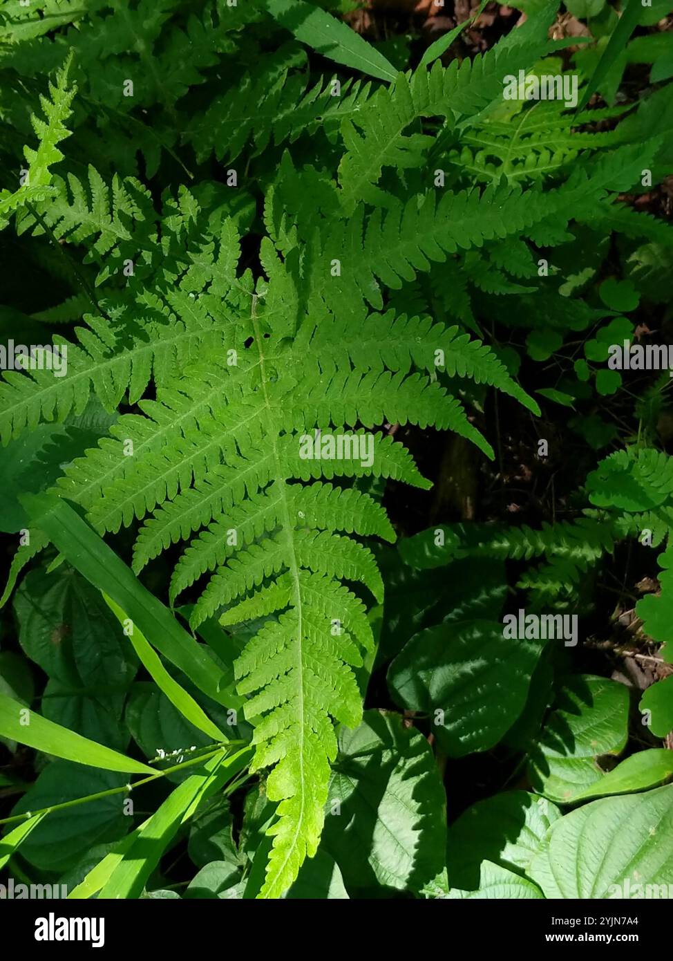 broad beech fern (Phegopteris hexagonoptera Stock Photo - Alamy