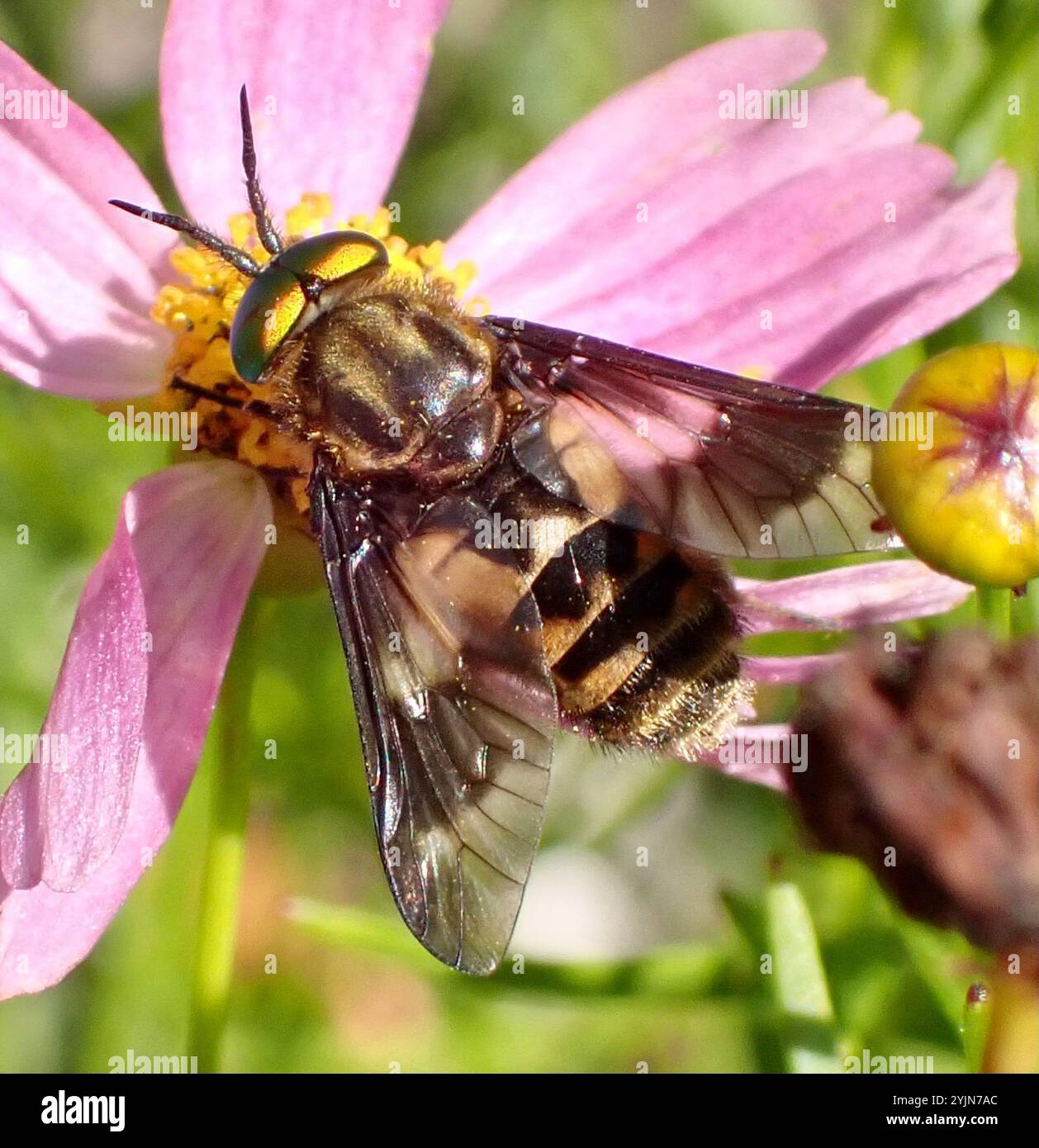 Twin-lobed Deer Fly (Chrysops relictus Stock Photo - Alamy