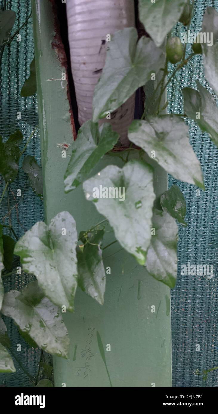 creeping cucumber (Melothria pendula Stock Photo - Alamy