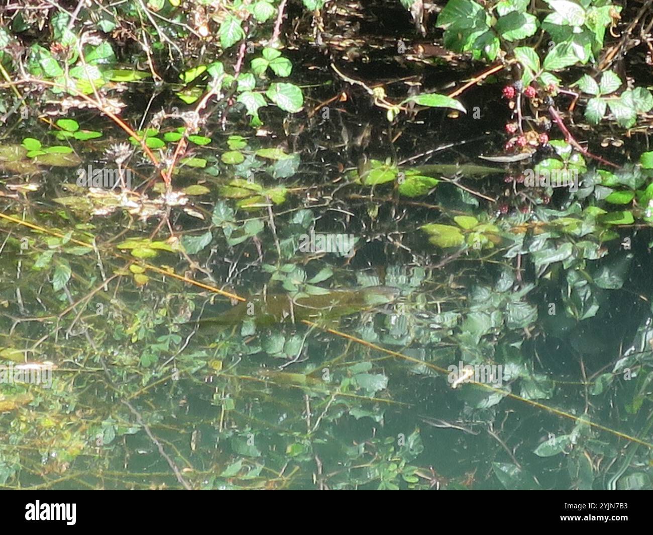 Ray-finned Fishes (Actinopterygii Stock Photo - Alamy