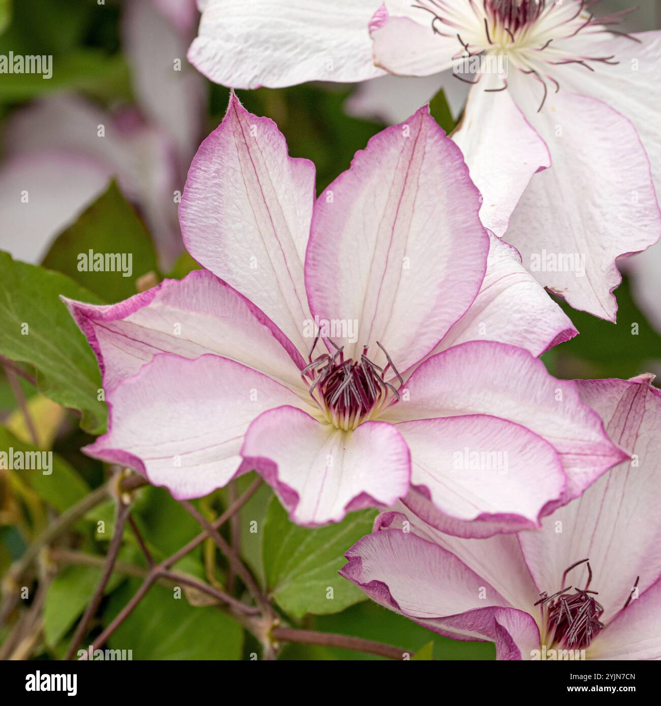 Waldrebe, Clematis Omoshiro YOU ARE SO FUNNY,, Clematis Stock Photo - Alamy