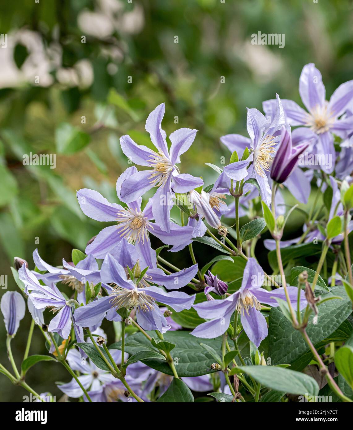 Waldrebe, Clematis STAR RIVER,, Clematis Stock Photo - Alamy