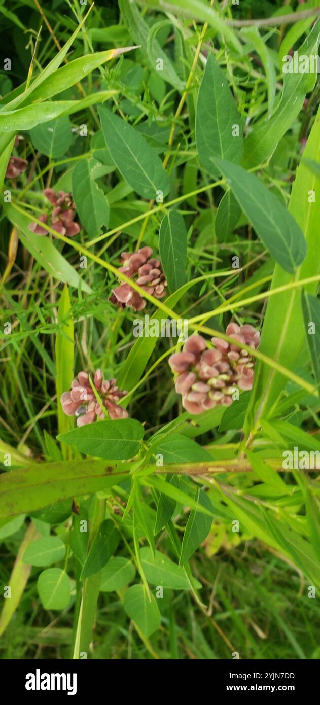 American groundnut (Apios americana Stock Photo - Alamy