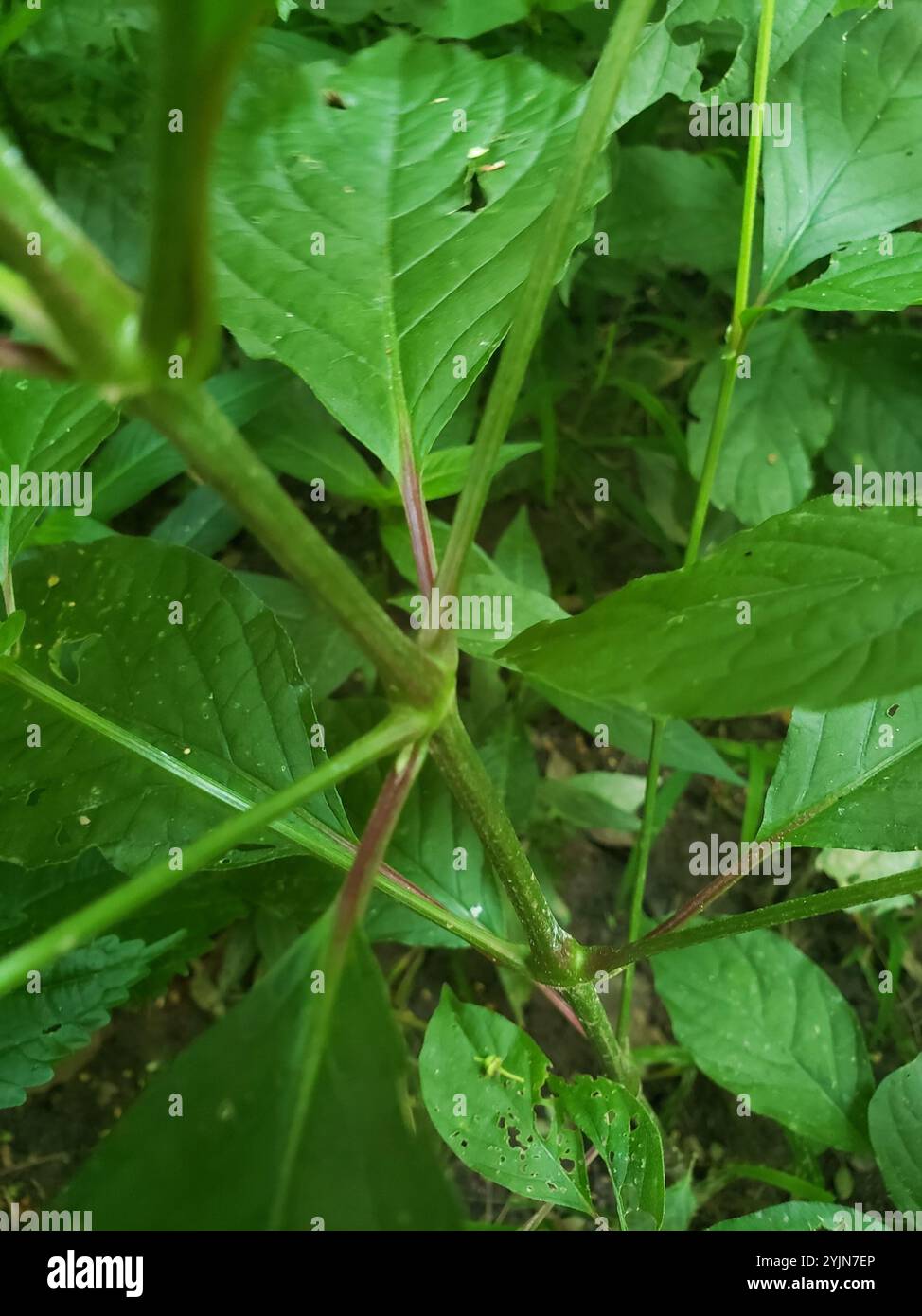 Japanese Chaff Flower (Achyranthes japonica Stock Photo - Alamy