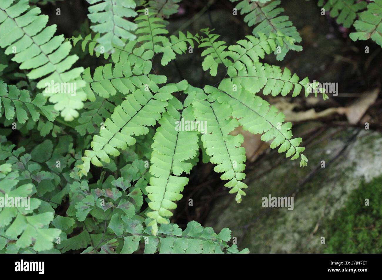 northern maidenhair fern (Adiantum pedatum Stock Photo - Alamy