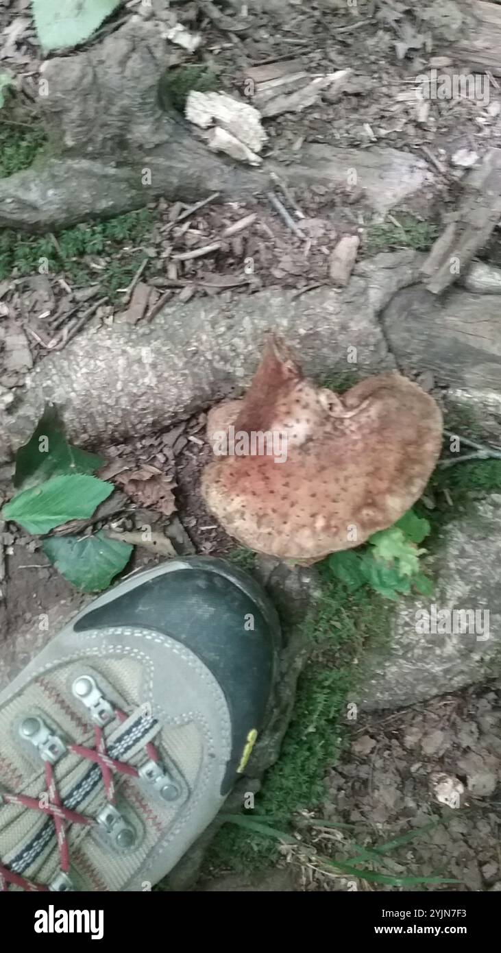 Echinoderma asperum freckled dapperling hi-res stock photography and ...