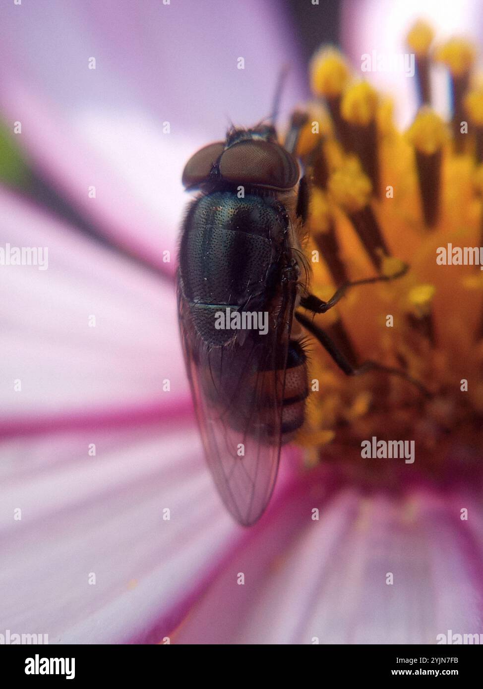 Stomorhina lunata hi-res stock photography and images - Alamy