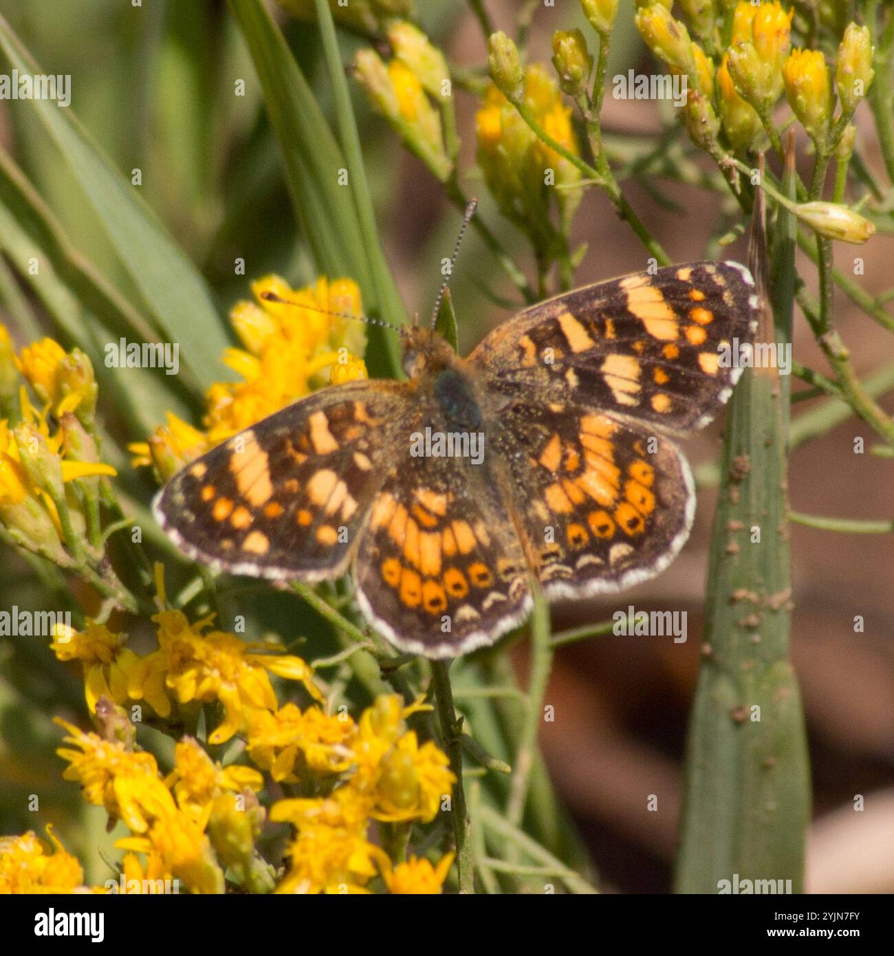 Field Crescent (Phyciodes pulchella Stock Photo - Alamy