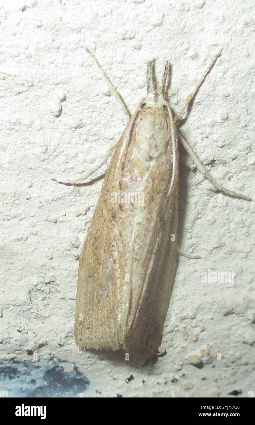 Sorghum Stem Borer (Chilo partellus Stock Photo - Alamy