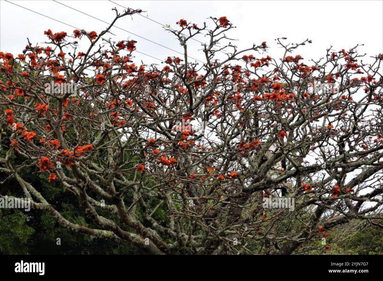 South African Coral Tree (Erythrina caffra Stock Photo - Alamy