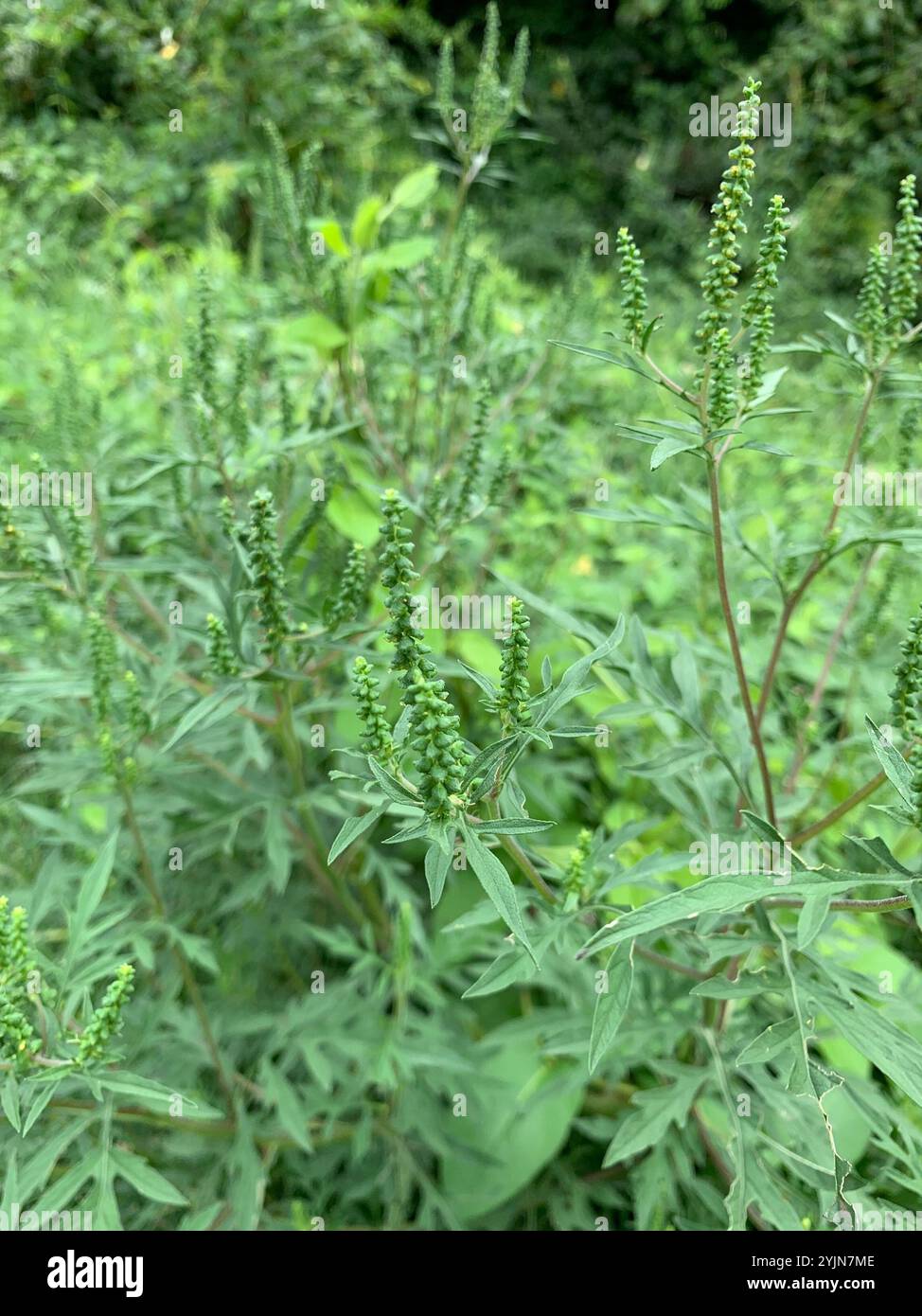 common ragweed (Ambrosia artemisiifolia Stock Photo - Alamy