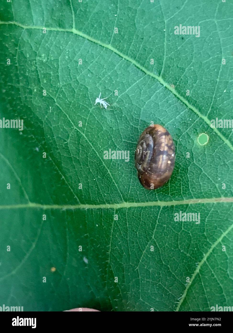 Strawberry Snail (Trochulus striolatus Stock Photo - Alamy