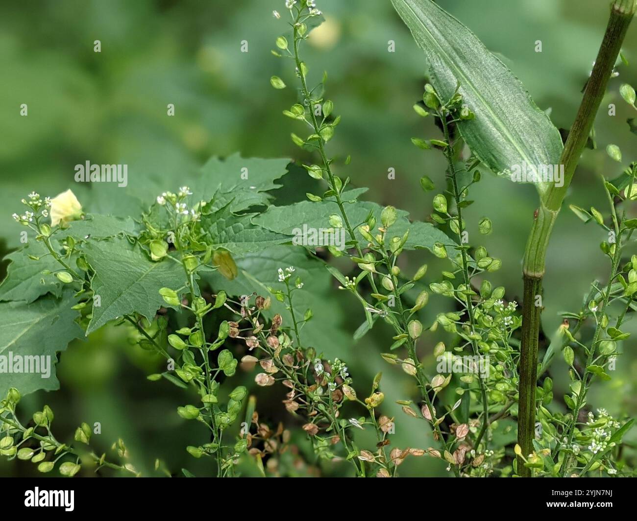 Virginia pepperweed (Lepidium virginicum Stock Photo - Alamy