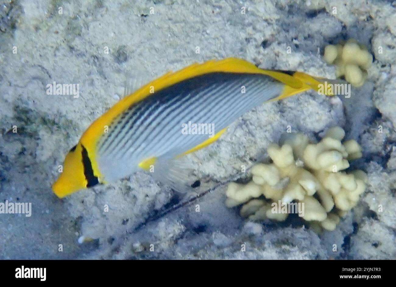 Blackback Butterflyfish (Chaetodon melannotus Stock Photo - Alamy