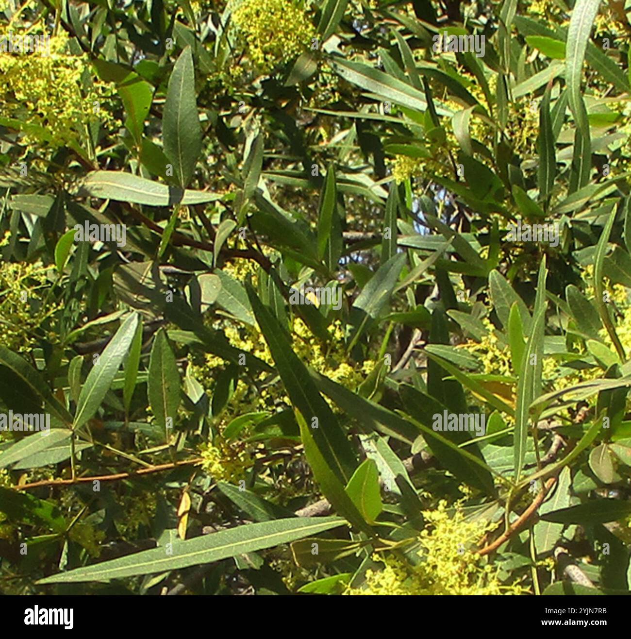 Searsia lancea hi-res stock photography and images - Alamy