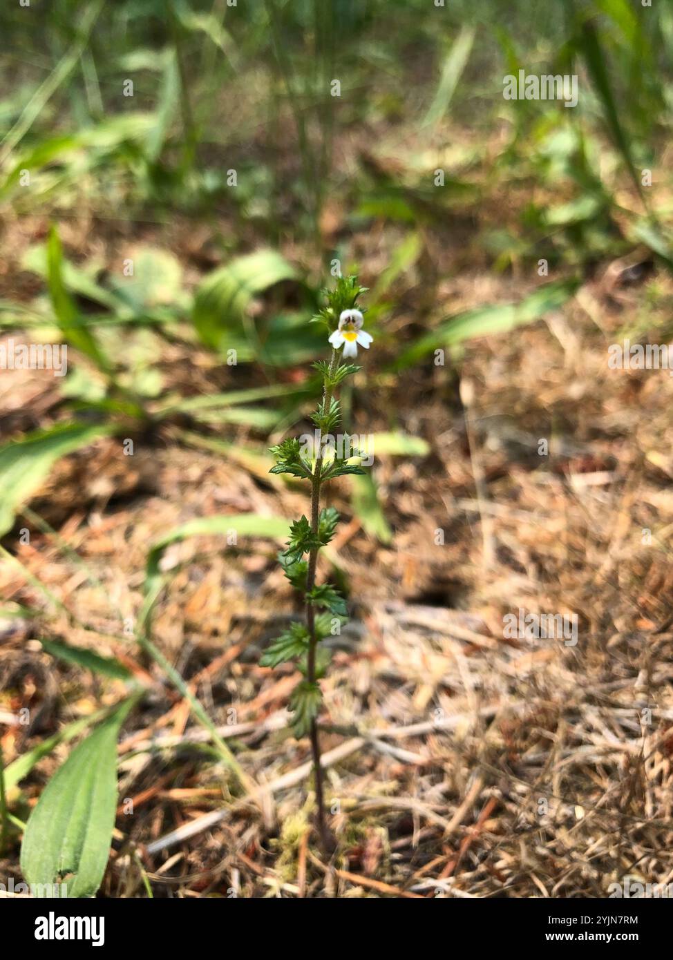 Common Eyebright (Euphrasia nemorosa Stock Photo - Alamy