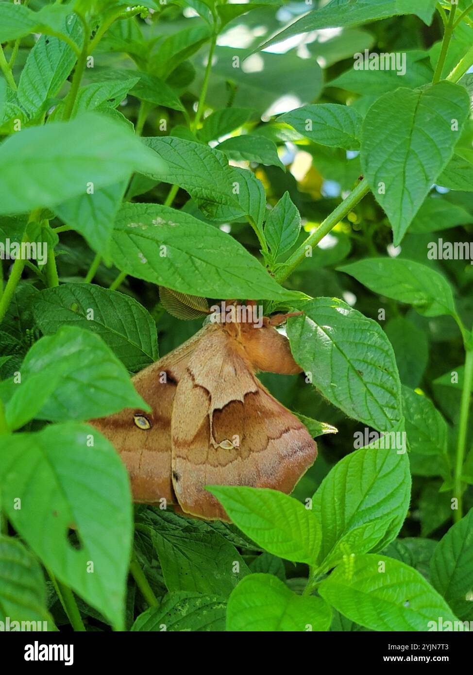 Polyphemus Moth (Antheraea polyphemus Stock Photo - Alamy