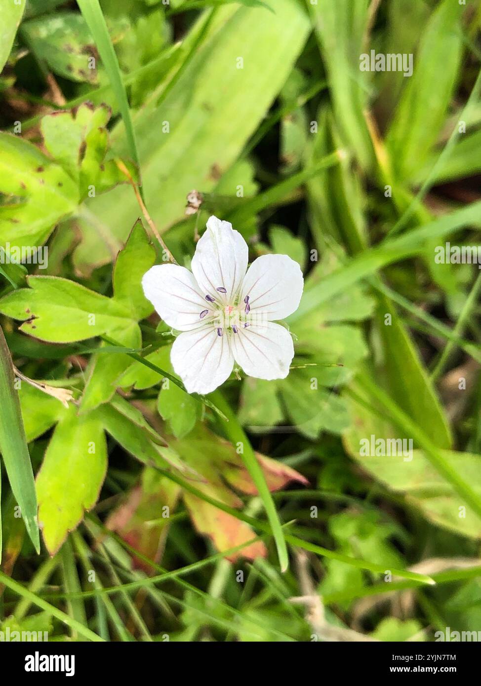Siberian Crane's-bill (Geranium sibiricum Stock Photo - Alamy