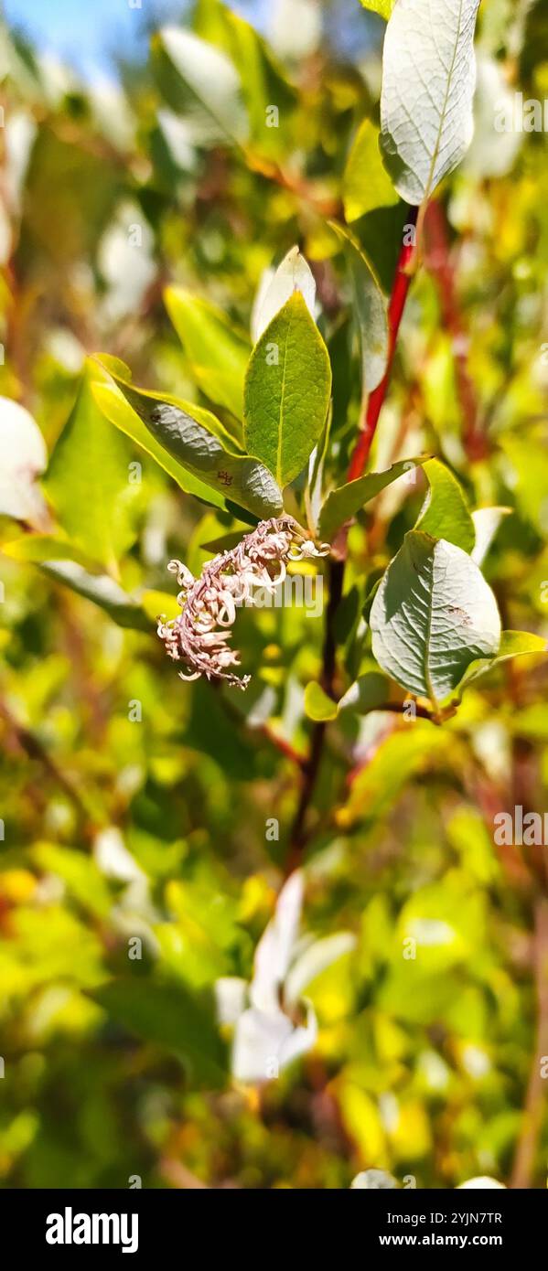 Tea-leaved Willow (Salix phylicifolia Stock Photo - Alamy