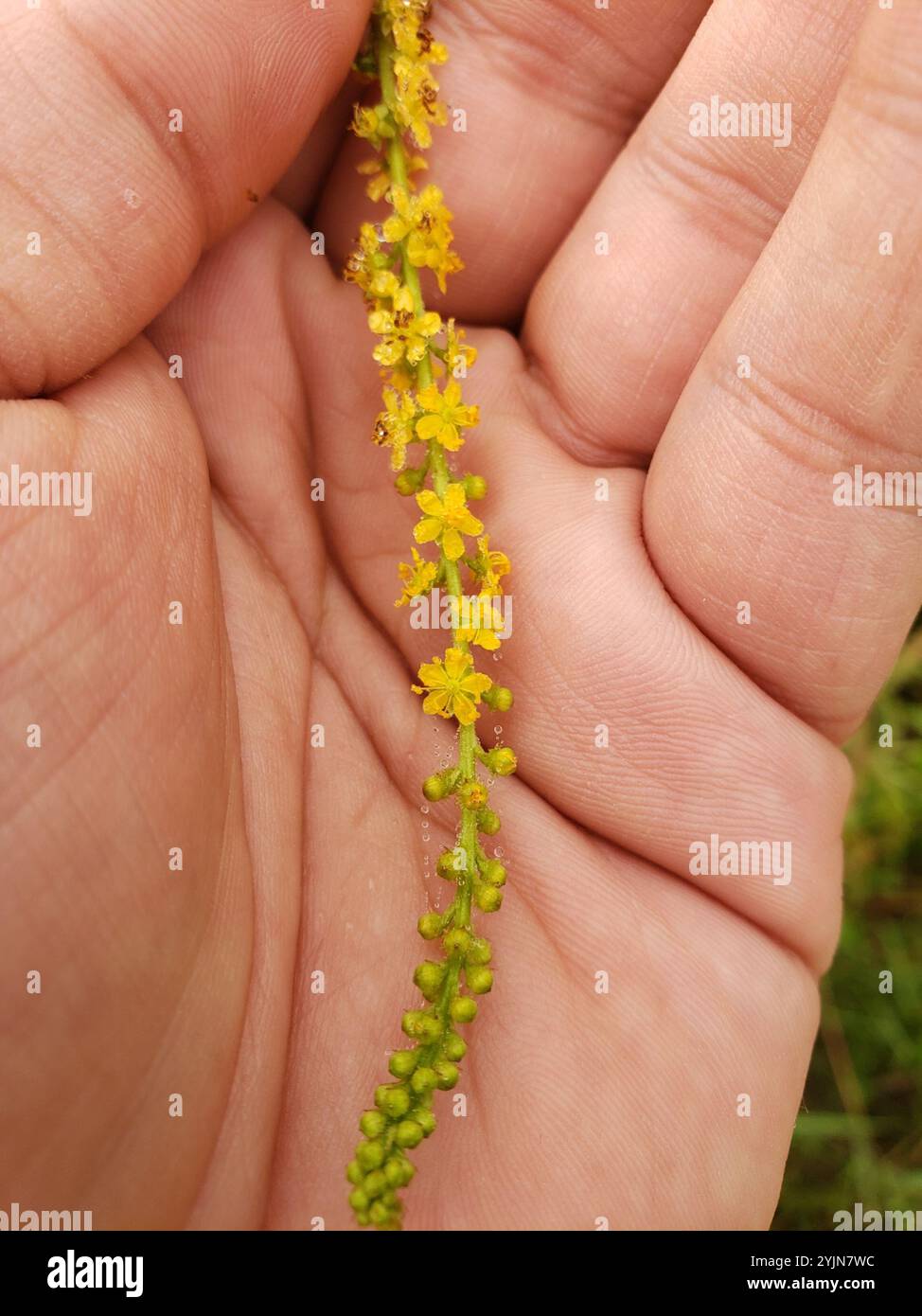 swamp agrimony (Agrimonia parviflora Stock Photo - Alamy