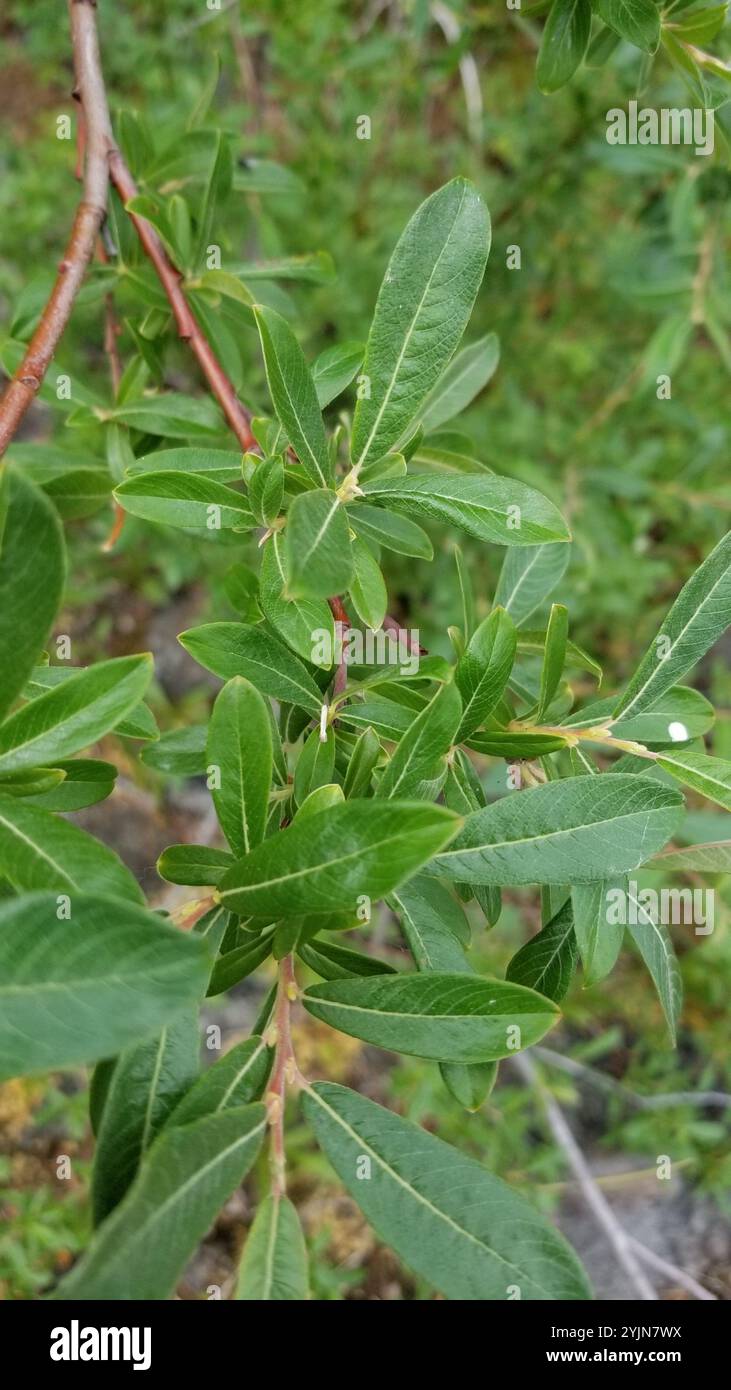 Sitka willow (Salix sitchensis Stock Photo - Alamy