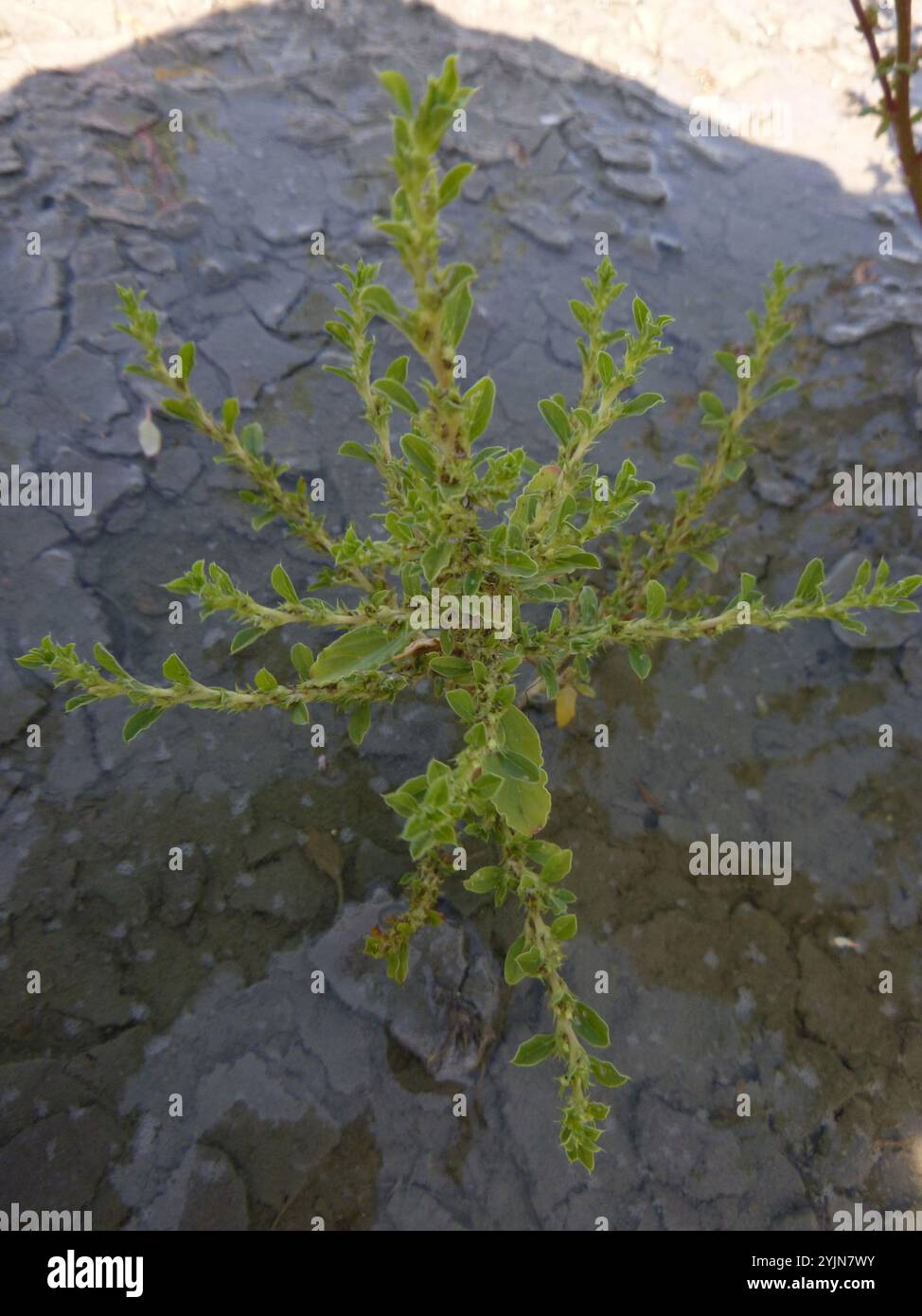 Prostrate pigweed hi-res stock photography and images - Alamy