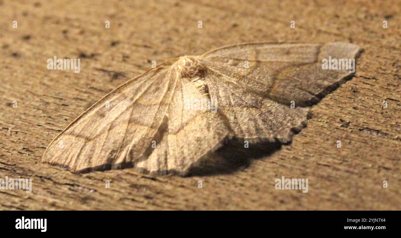 Hemlock Looper Moth (Lambdina fiscellaria Stock Photo - Alamy