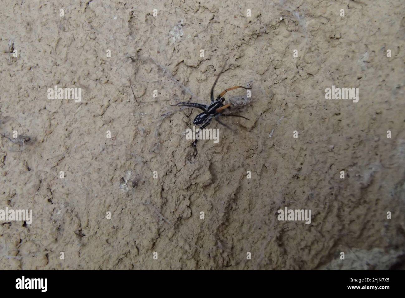 Spotted Ground Swift Spider (Nyssus coloripes Stock Photo - Alamy