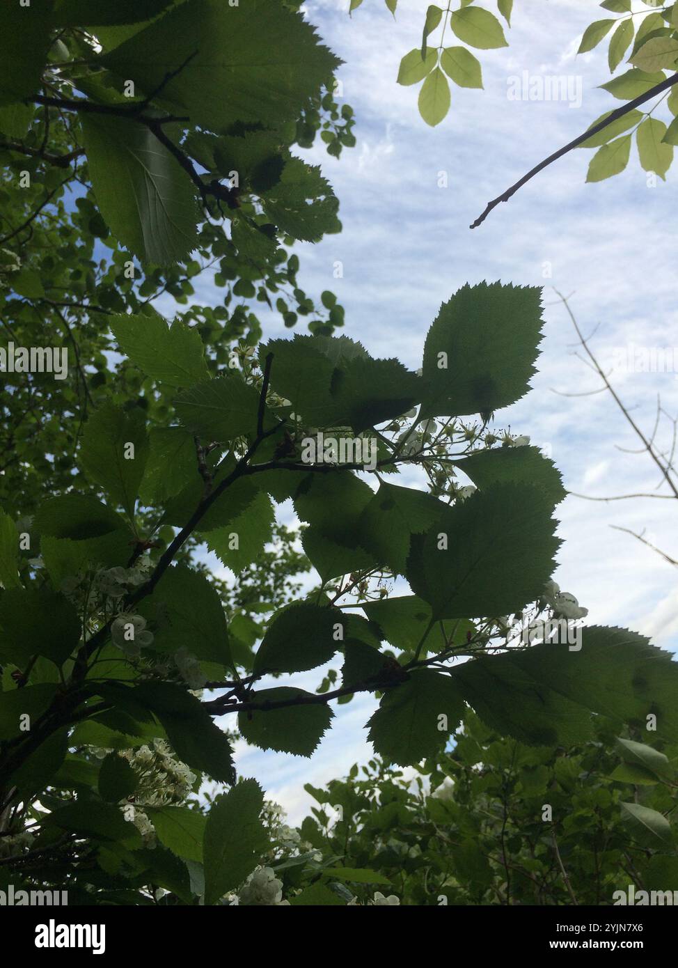 Large-thorn hawthorn (Crataegus macracantha Stock Photo - Alamy