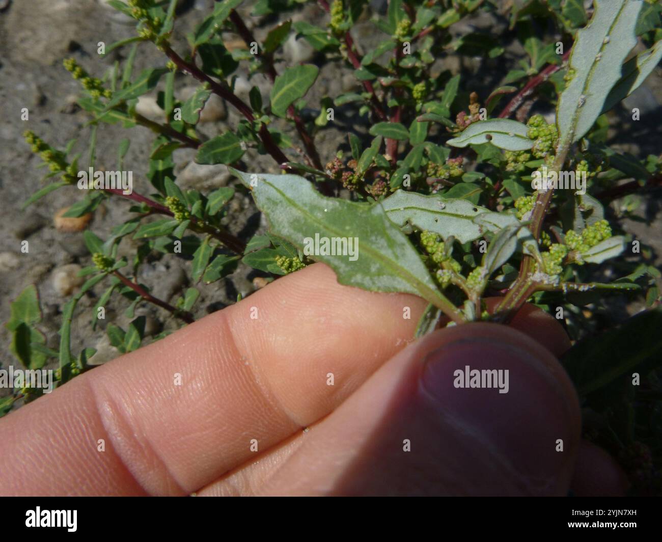 oak-leaved goosefoot (Oxybasis glauca Stock Photo - Alamy