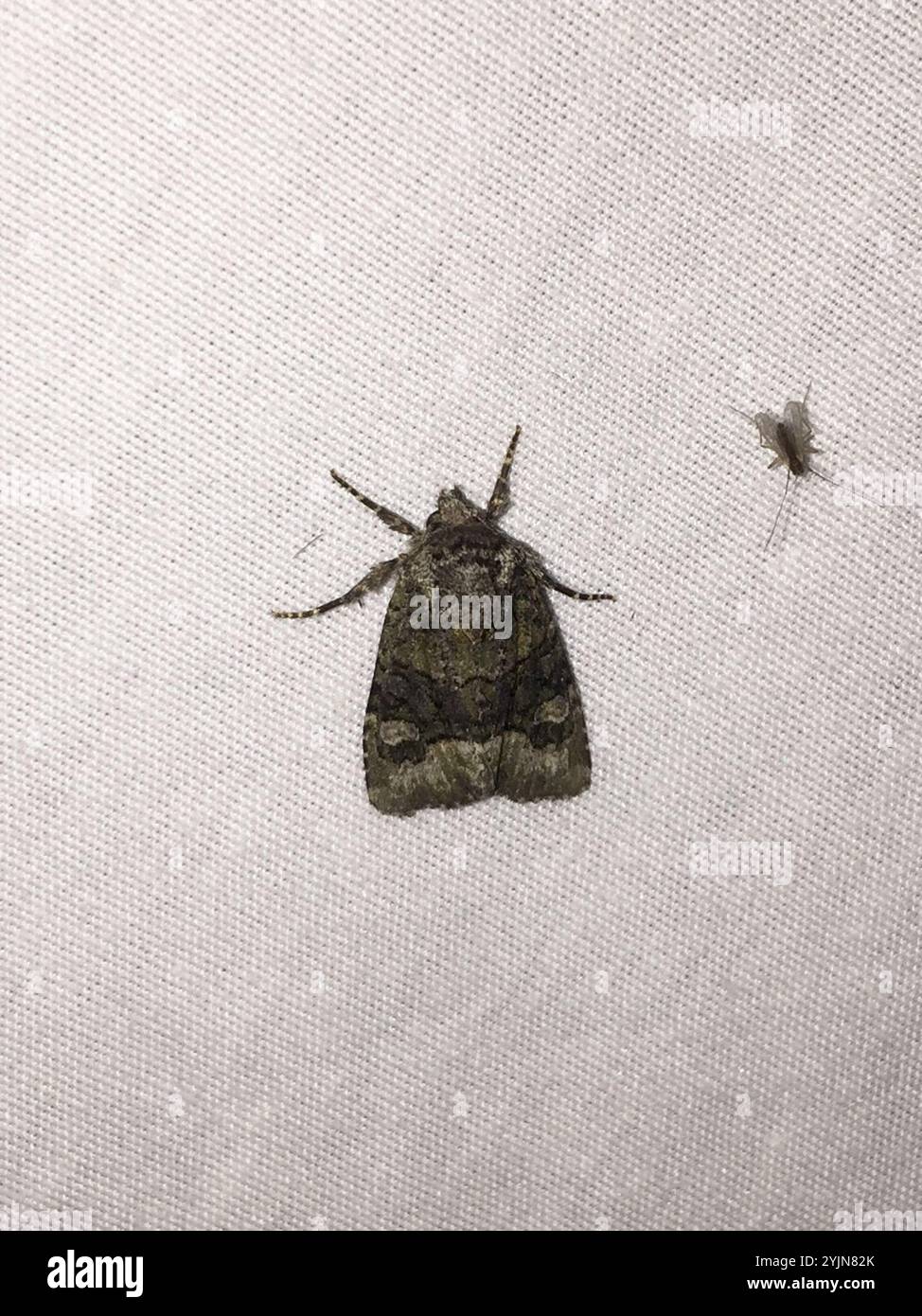 Olive Arches Moth (Lacinipolia olivacea Stock Photo - Alamy