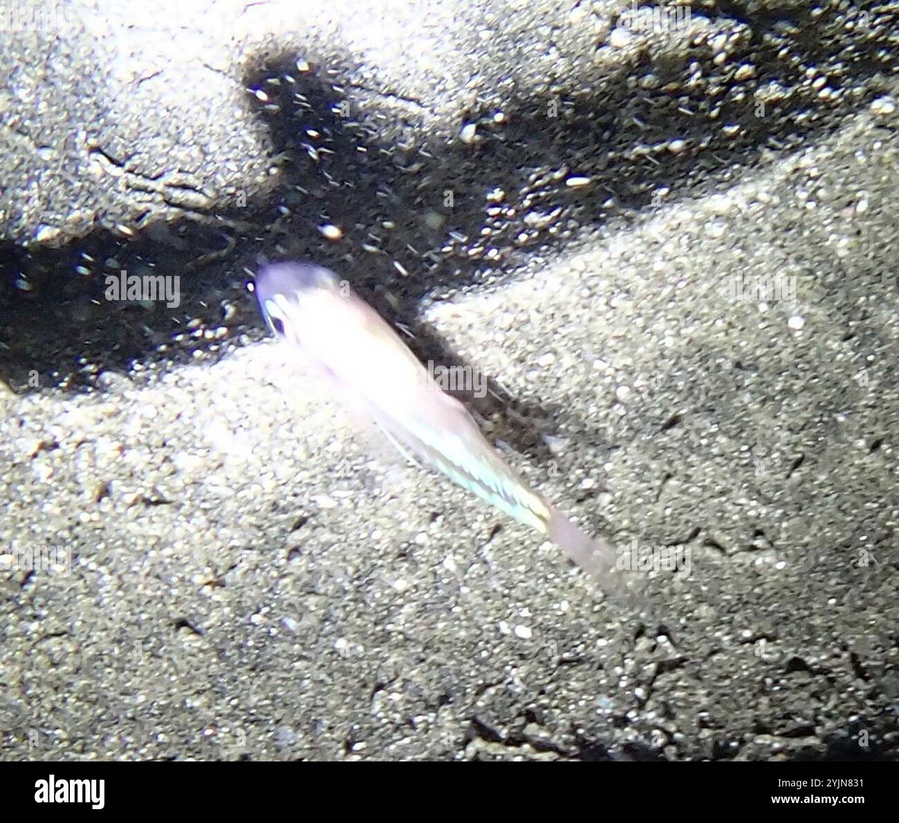 Ray-finned Fishes (Actinopterygii Stock Photo - Alamy