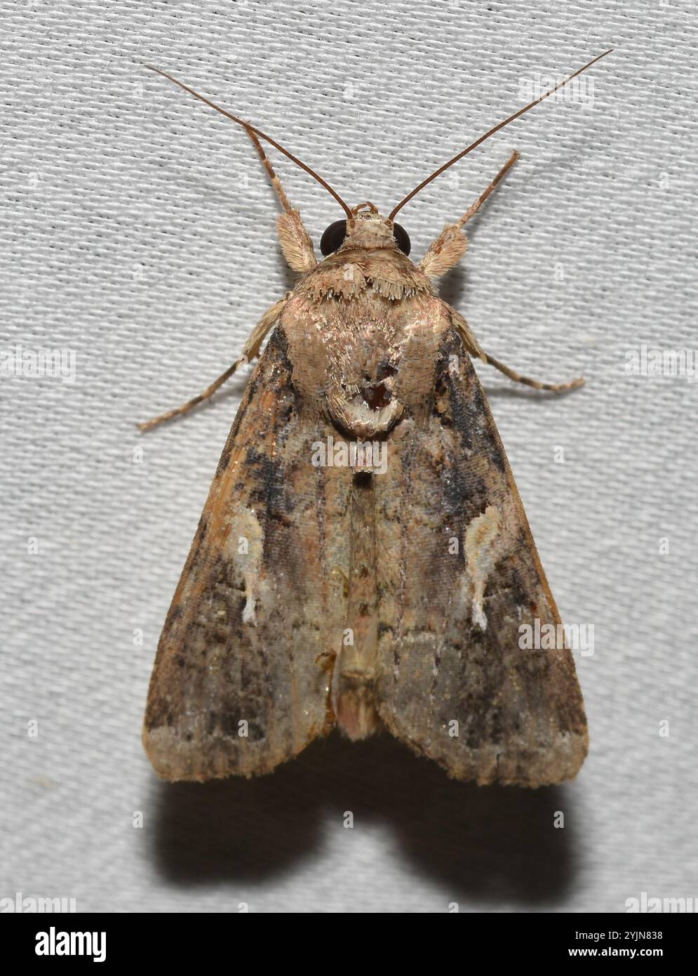 Fall Armyworm Moth (Spodoptera frugiperda Stock Photo - Alamy