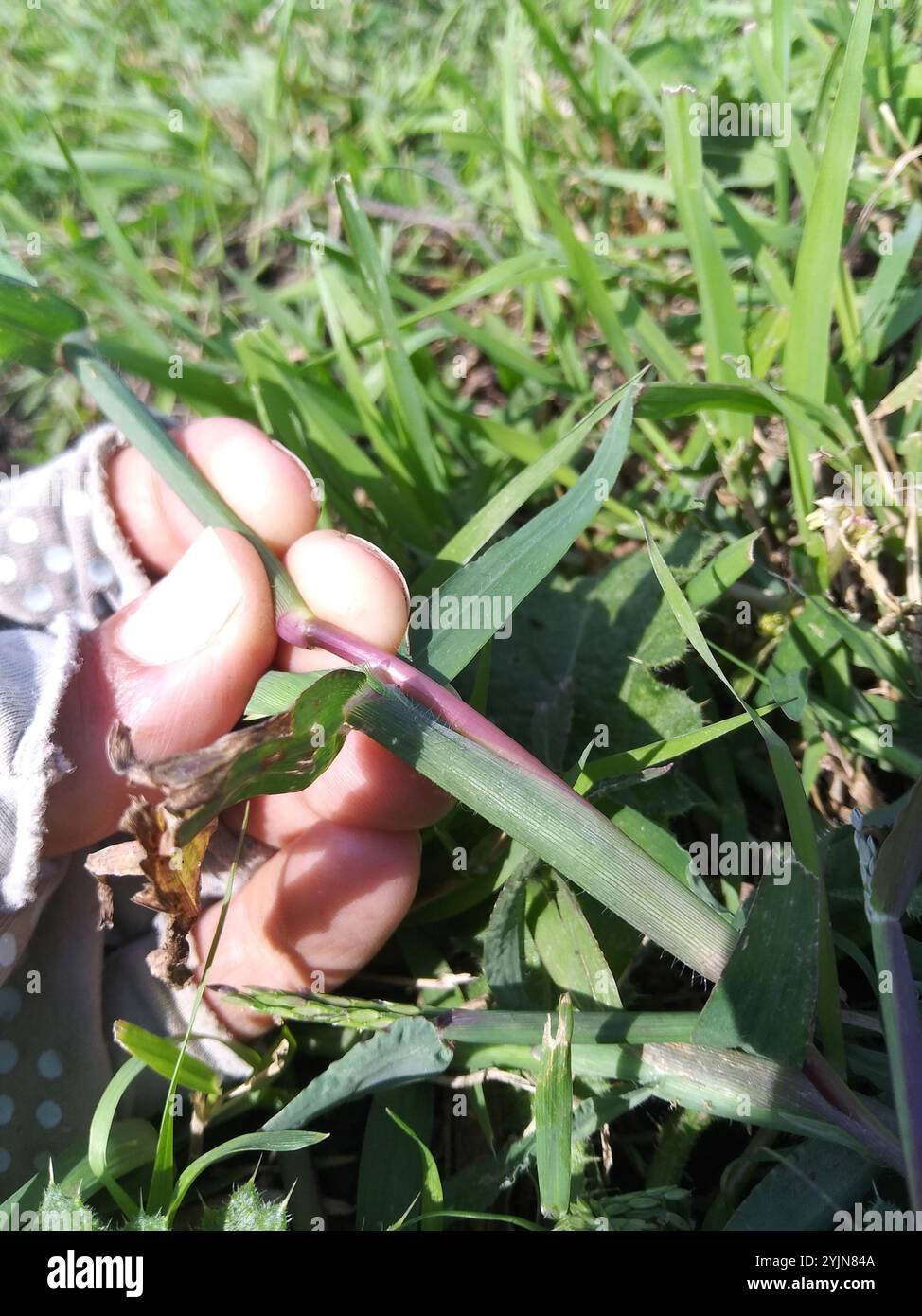 Hairy Crabgrass (Digitaria sanguinalis Stock Photo - Alamy