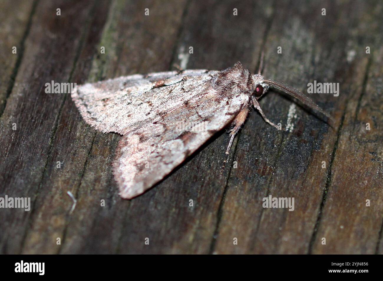 Northern Variable Dart (Xestia badicollis Stock Photo - Alamy