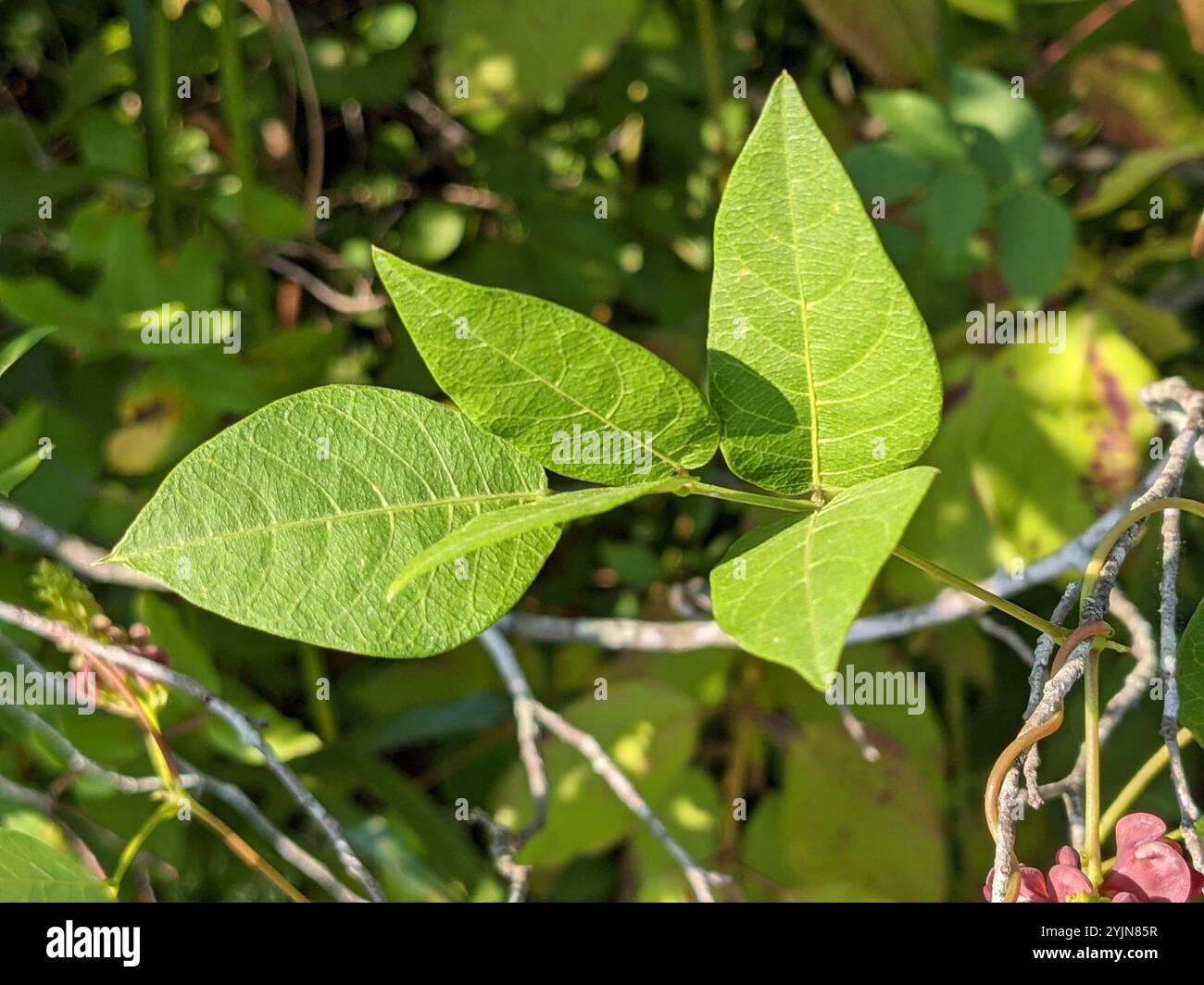American groundnut (Apios americana Stock Photo - Alamy