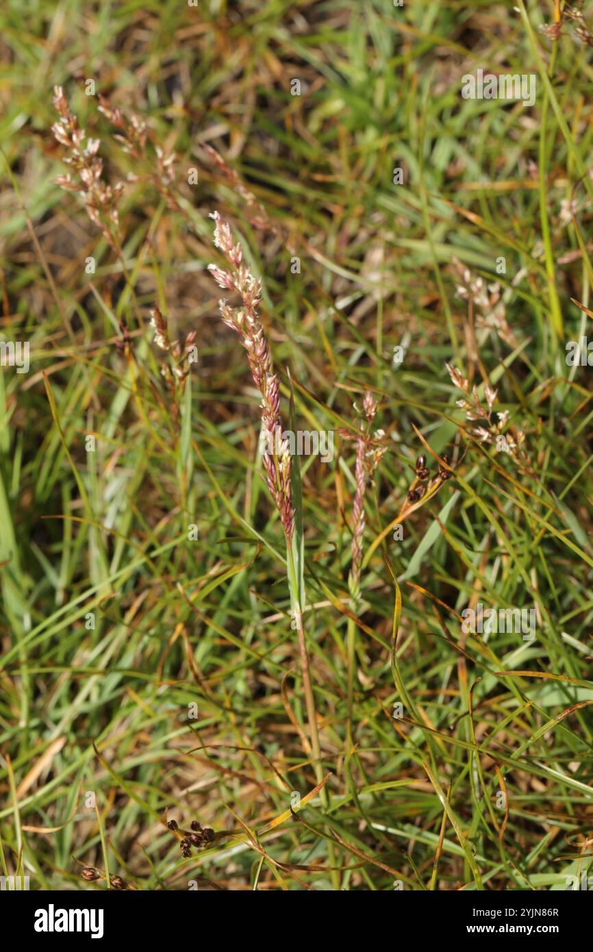 Creeping Bent (Agrostis stolonifera Stock Photo - Alamy