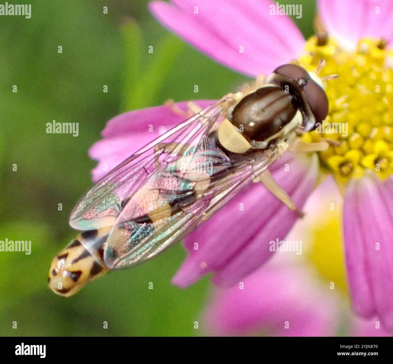 Common Globetail (Sphaerophoria scripta Stock Photo - Alamy
