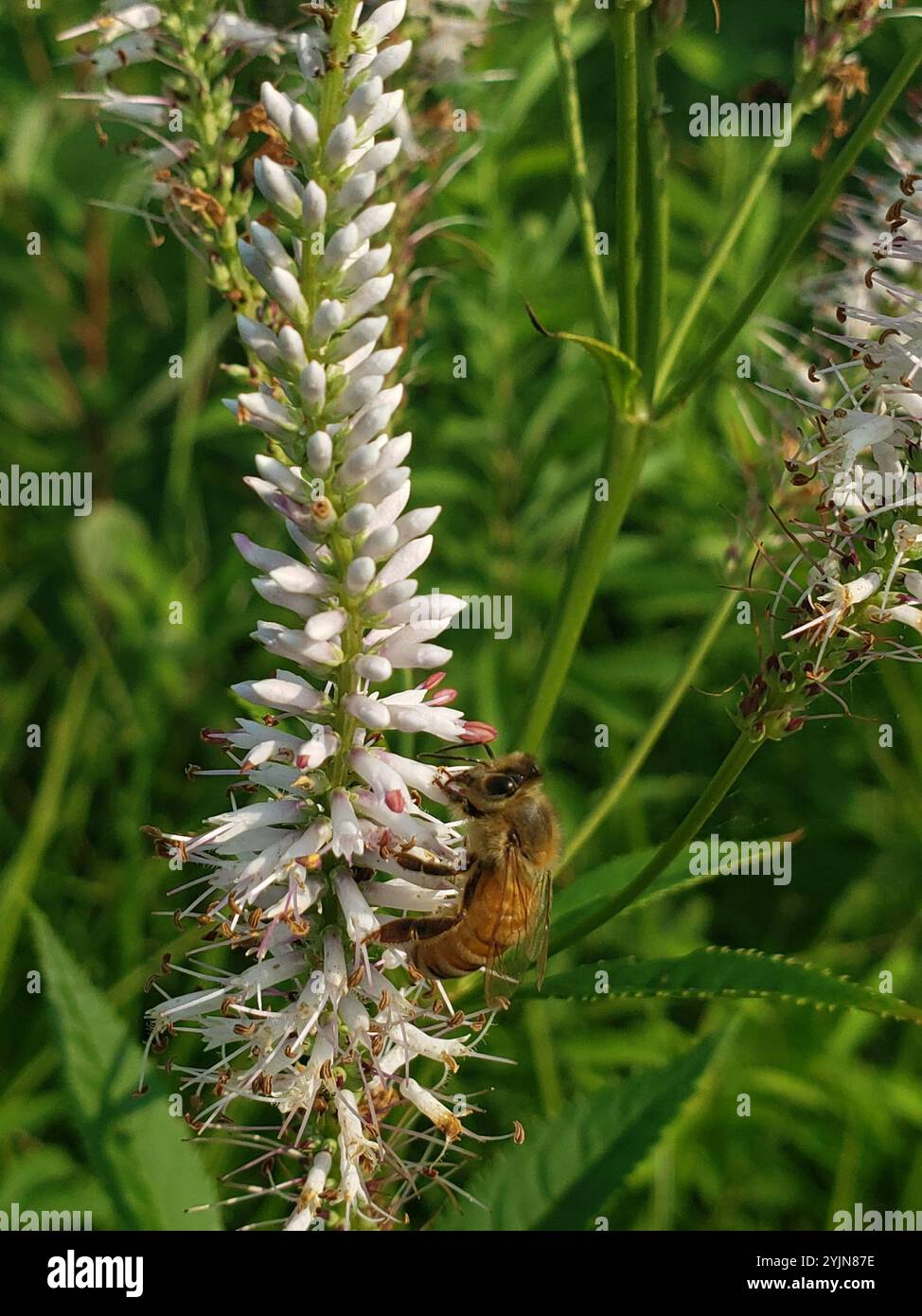 Culver's root (Veronicastrum virginicum Stock Photo - Alamy