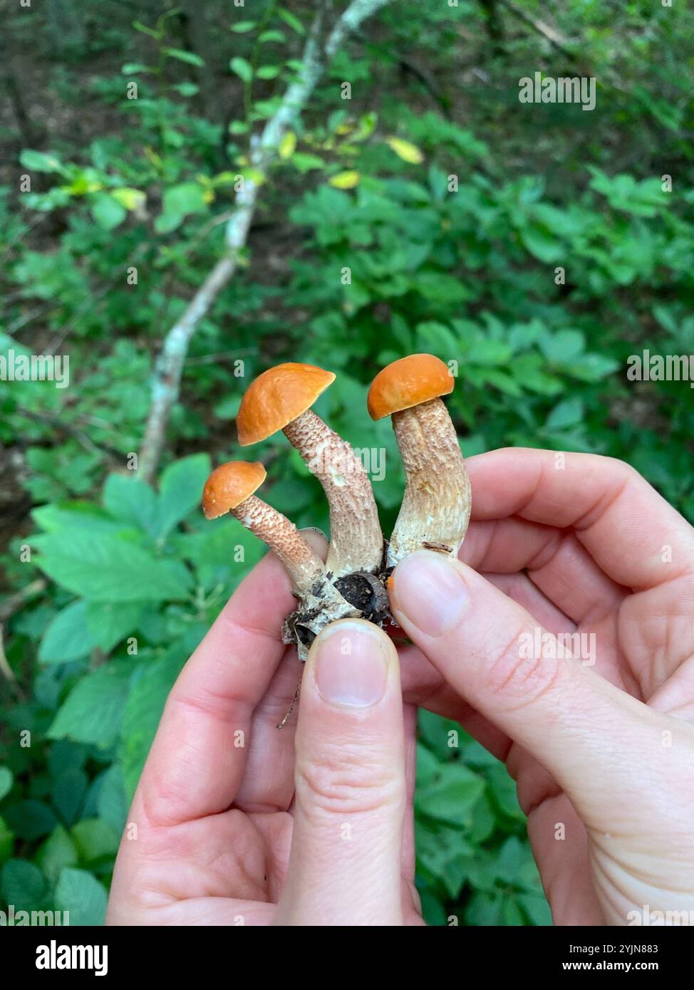 Red-capped Scaber Stalk (Leccinum aurantiacum Stock Photo - Alamy