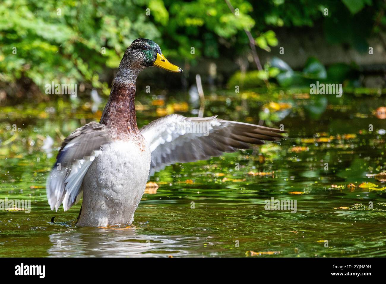 Water bird swimming on a lake Stock Photo - Alamy